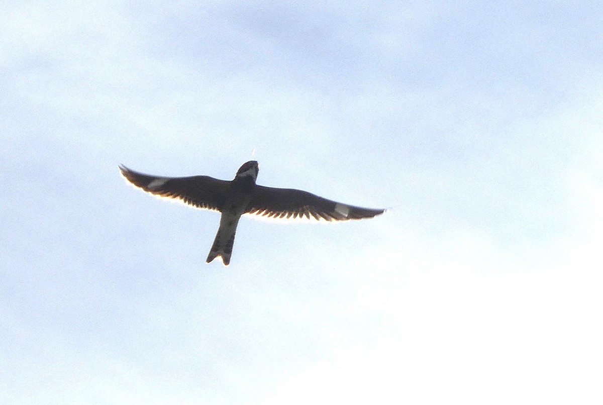 eBird Checklist - 28 Jul 2025 - Kane Ranch Open Space - 32 species