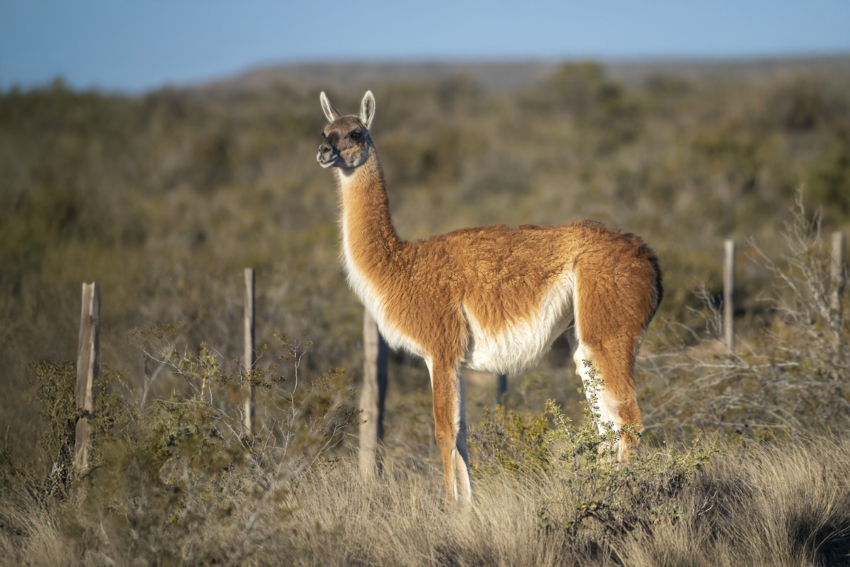 ML639691651 - Guanaco - Macaulay Library