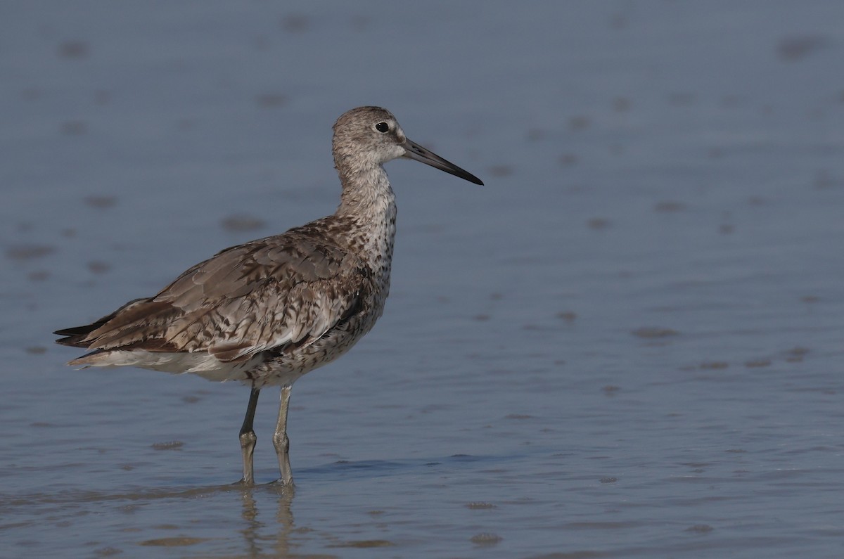 eBird Checklist - 1 Aug 2025 - Naval Station Mayport and Jetties Beach ...