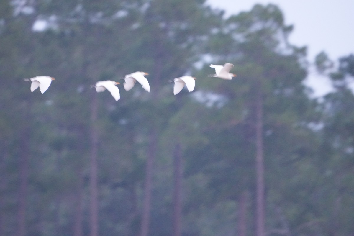 eBird Checklist - 2 Aug 2025 - Lake Woodruff NWR - 24 species
