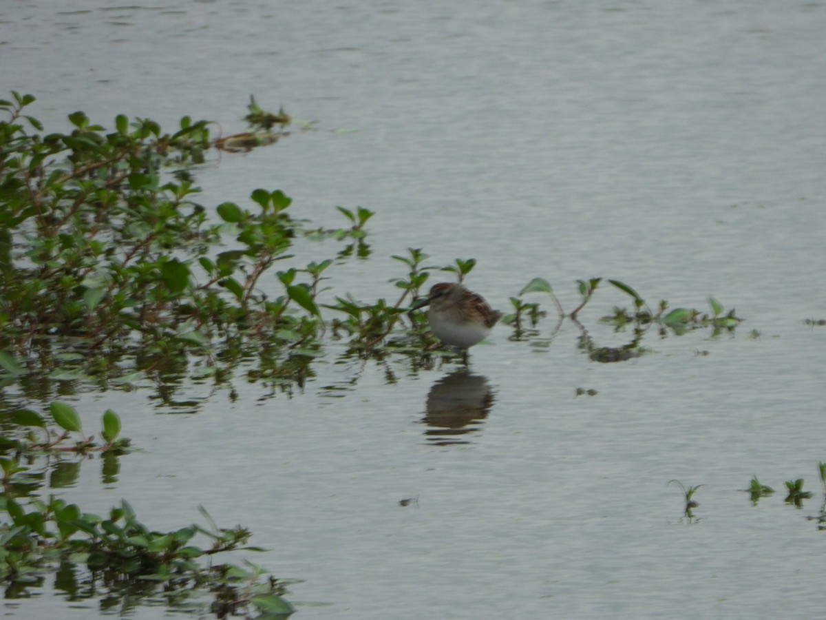 eBird Checklist - 1 Aug 2025 - John Heinz NWR--impoundment (Philadelphia Co.) - 31 species