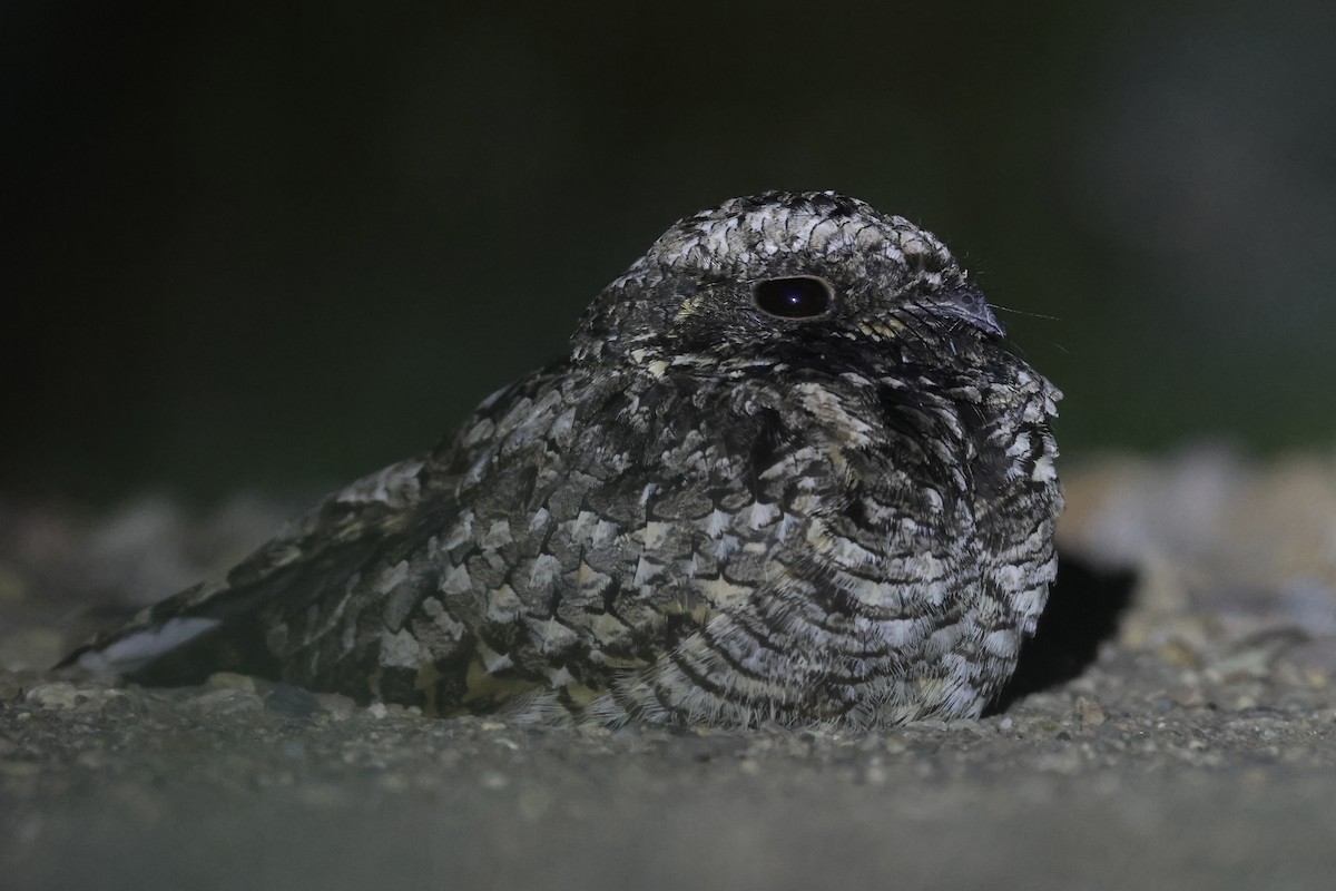 eBird Checklist - 31 Jul 2025 - Cypress Hills PP--Graburn Road - 2 species