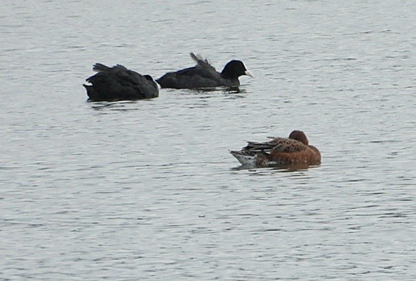 eBird Checklist - 2 Aug 2025 - Hanningfield Reservoir - 52 species