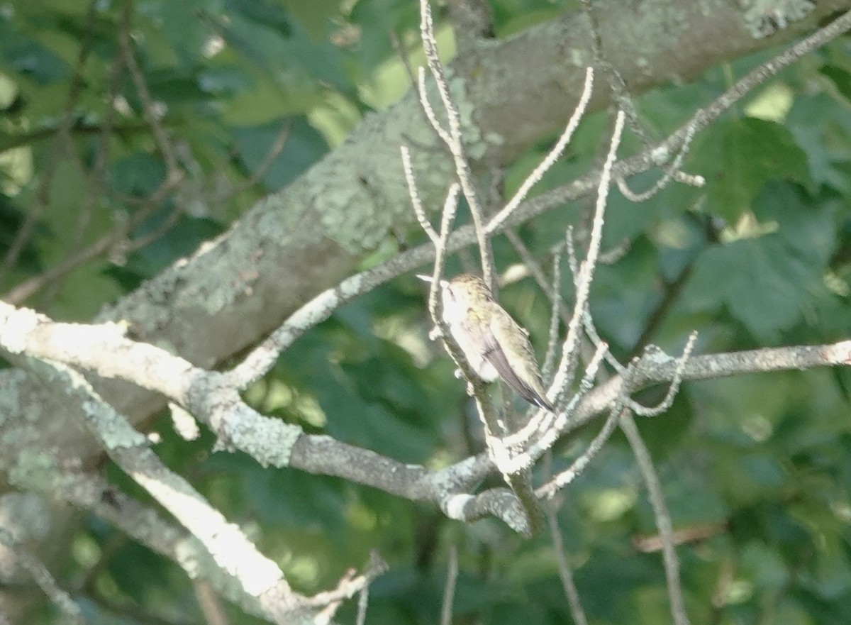 eBird Checklist - 2 Aug 2025 - Conesus Inlet WMA--West Swamp Rd ...