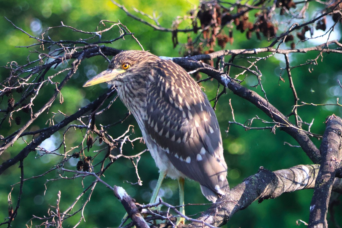 eBird Checklist - 2 Aug 2025 - Lincoln Park, Chicago--South Pond - 19 ...