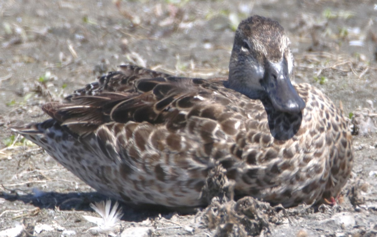 eBird Checklist - 1 Aug 2025 - IRWD San Joaquin Marsh & Wildlife ...