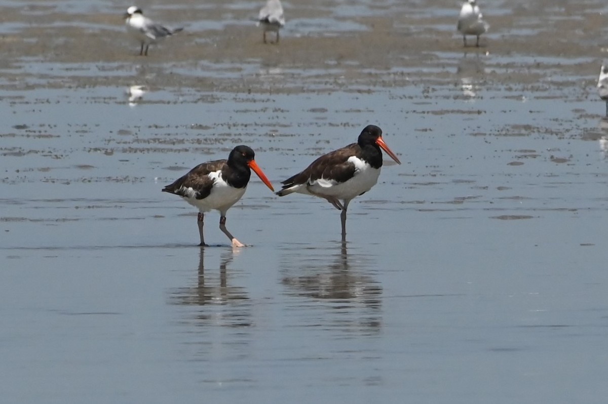 eBird Checklist - 29 Jul 2025 - Rollover Pass (UTC 056) - 13 species