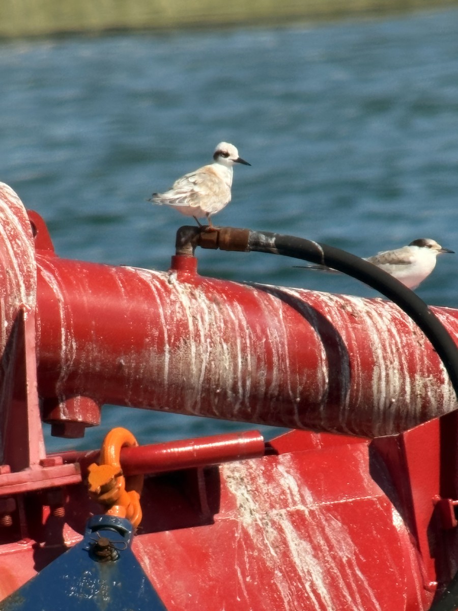 eBird Checklist - 2 Aug 2025 - Wells Harbor--Marshes and Beach - 21 species