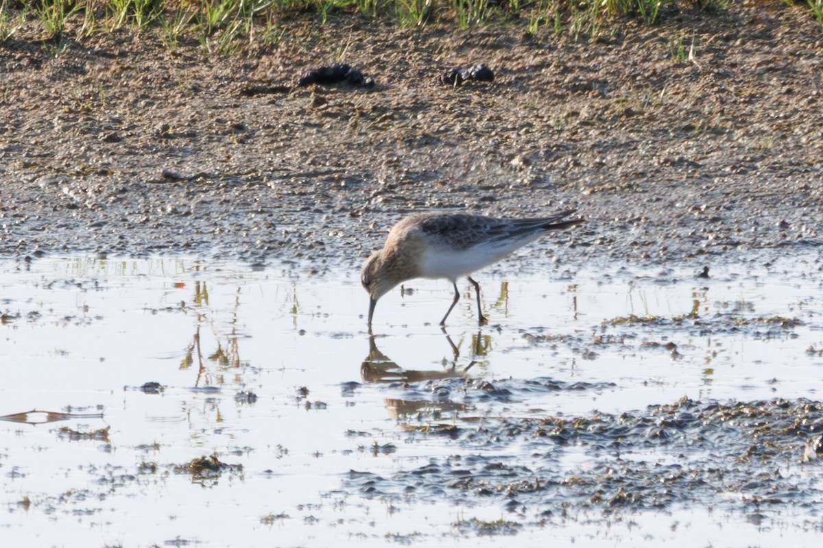 eBird Checklist - 29 Jul 2025 - Presque Isle SP--Gull Pt. - 19 species