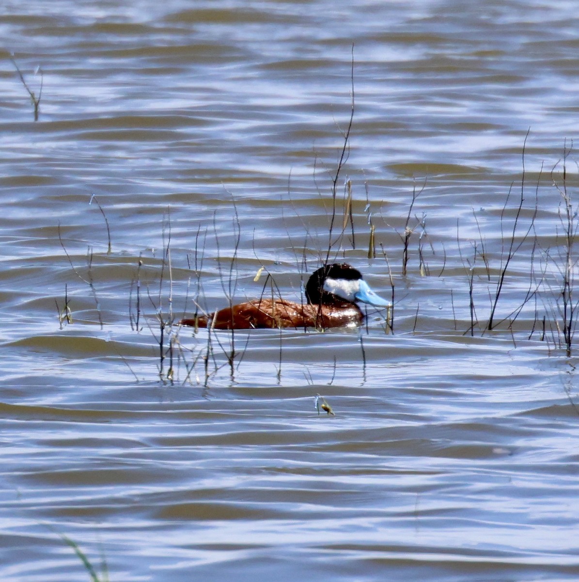 eBird Checklist - 28 Jul 2025 - Cheyenne Bottoms WA - 15 species