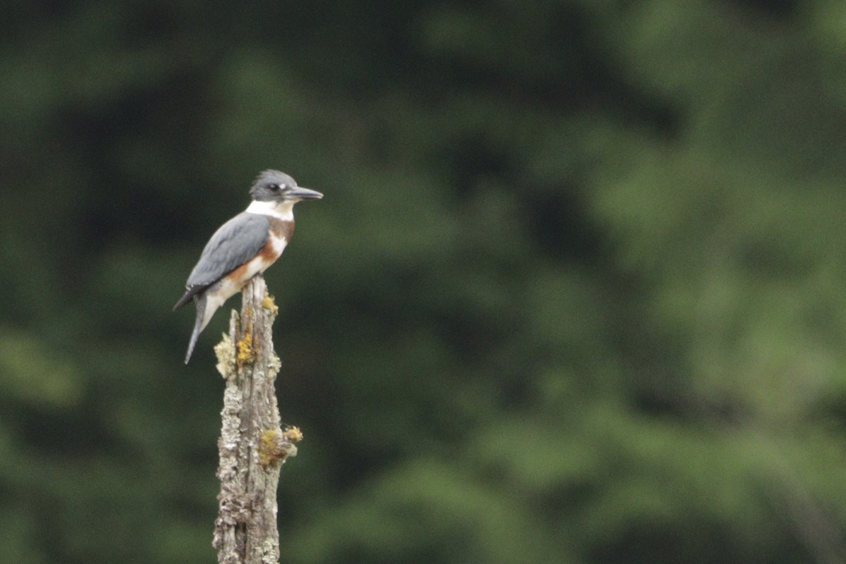 eBird Checklist - 2 Aug 2025 - Hazel Wolf Wetlands - 30 species (+3 ...