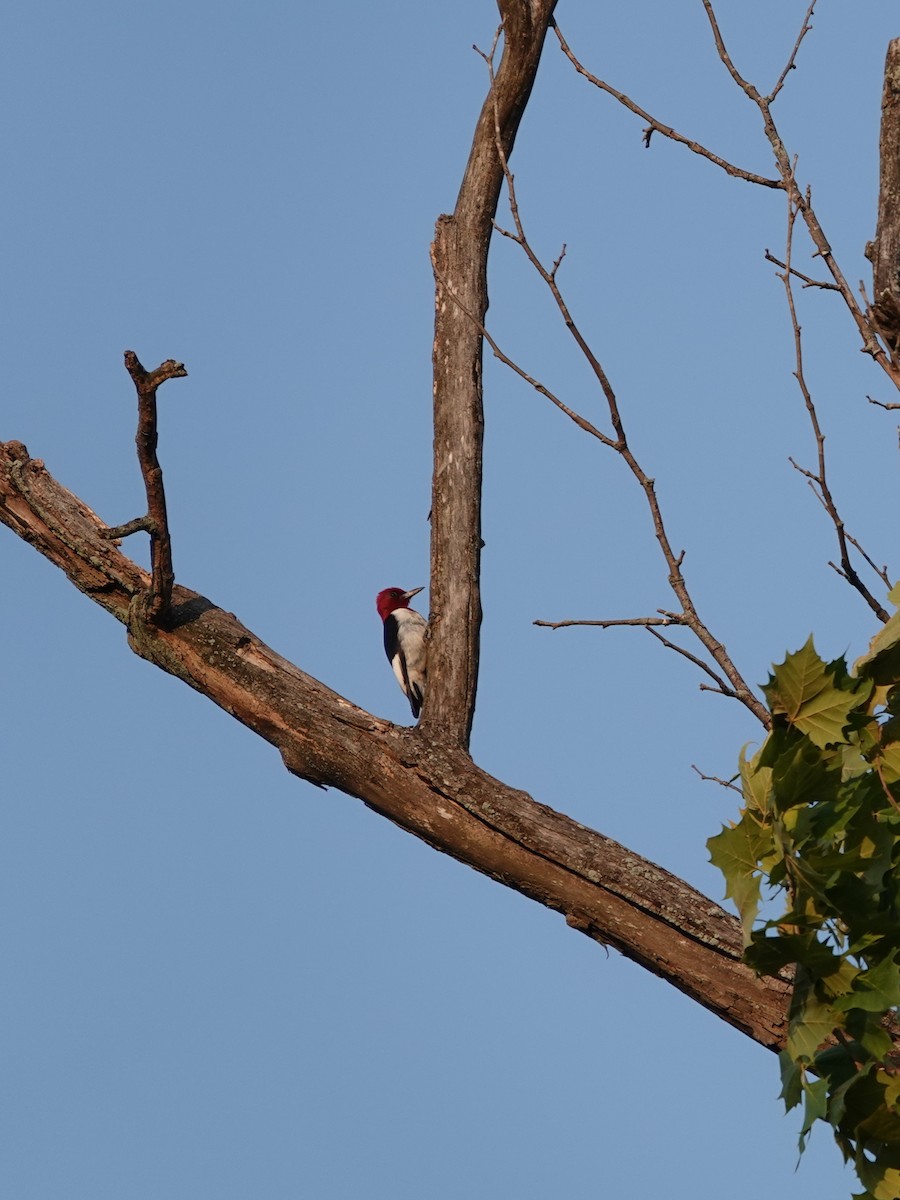 eBird Checklist - 1 Aug 2025 - Drake's Landing Walking Path - 21 species