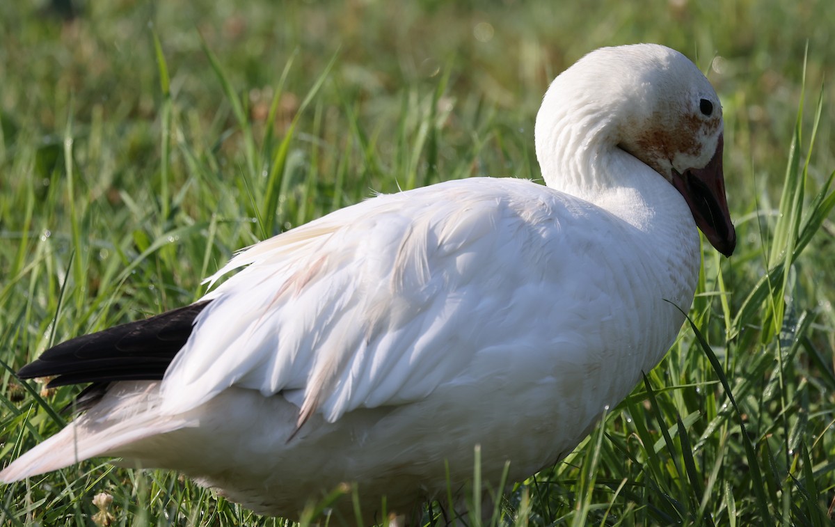 eBird Checklist - 2 Aug 2025 - Upper Lisle County Park - 67 species (+5 ...
