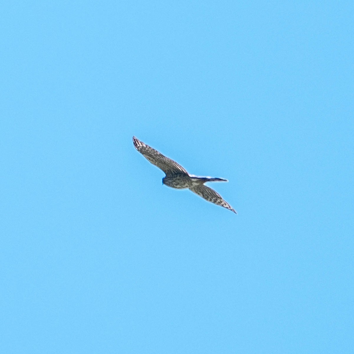 eBird Checklist - 2 Aug 2025 - Spring Mountains NRA--Stanley B Canyon ...