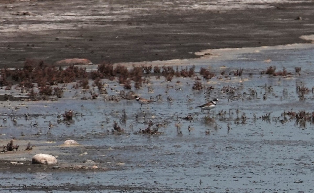 eBird Checklist - 31 Jul 2025 - Brant Colony Slough - 24 species (+1 ...