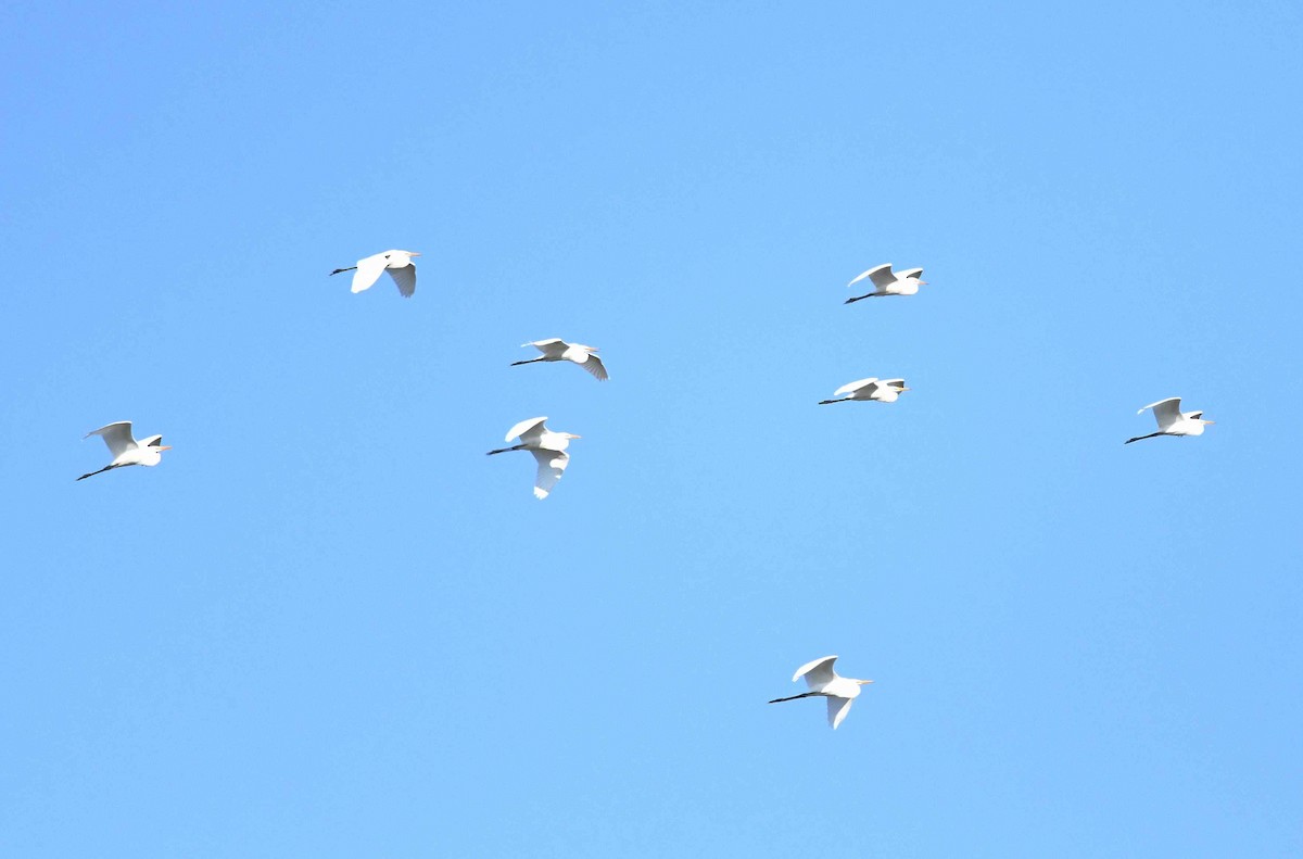 eBird Checklist - 2 Aug 2025 - Bob & Betty Cummings Memorial Park - 58 ...