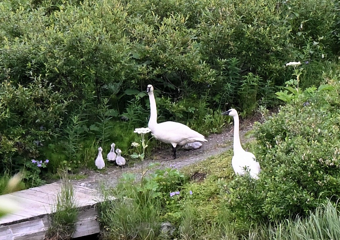 ML639732425 - Trumpeter Swan - Macaulay Library