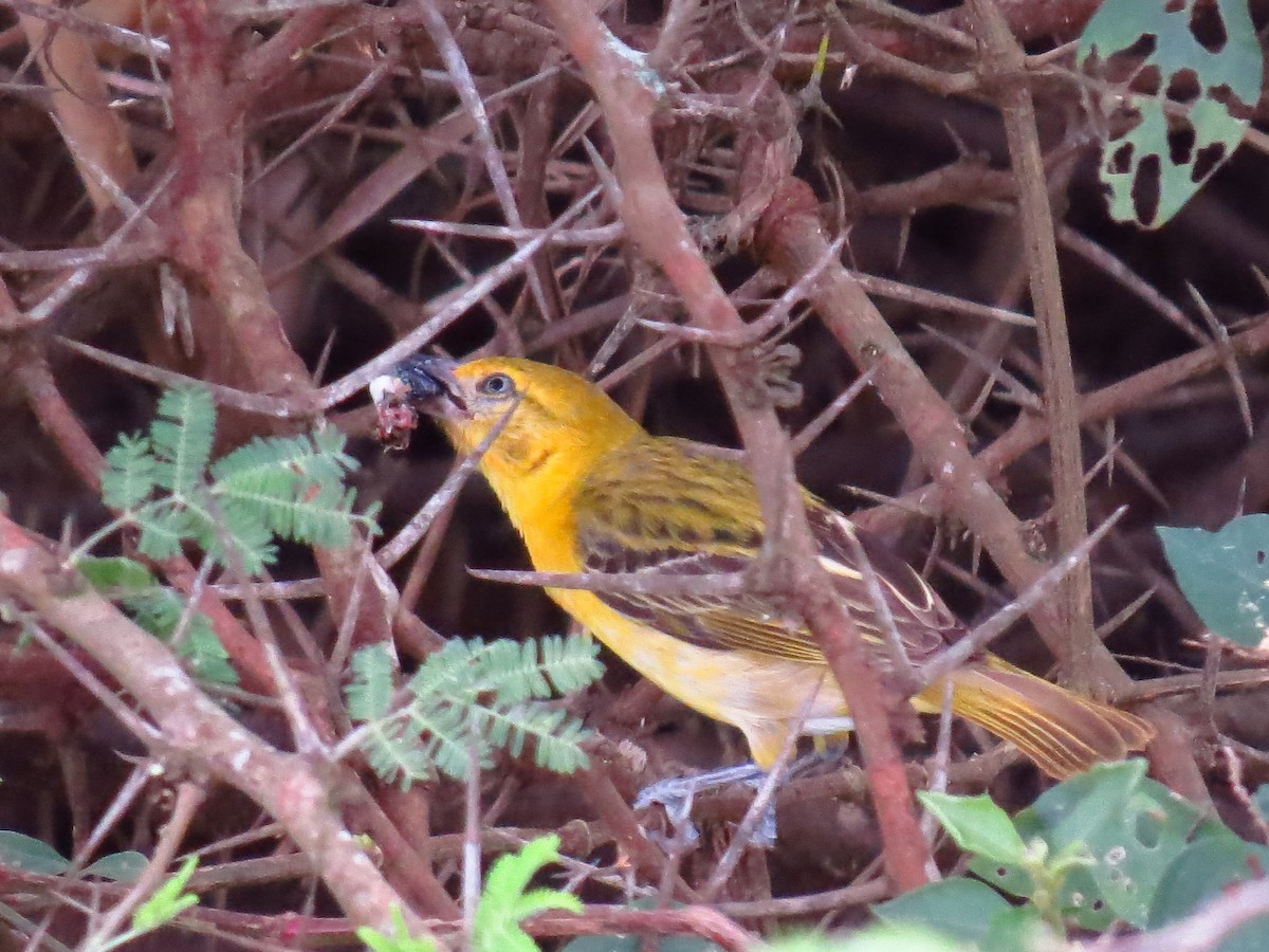 eBird Checklist - 18 Jan 2015 - Muzi Pan - 21 species