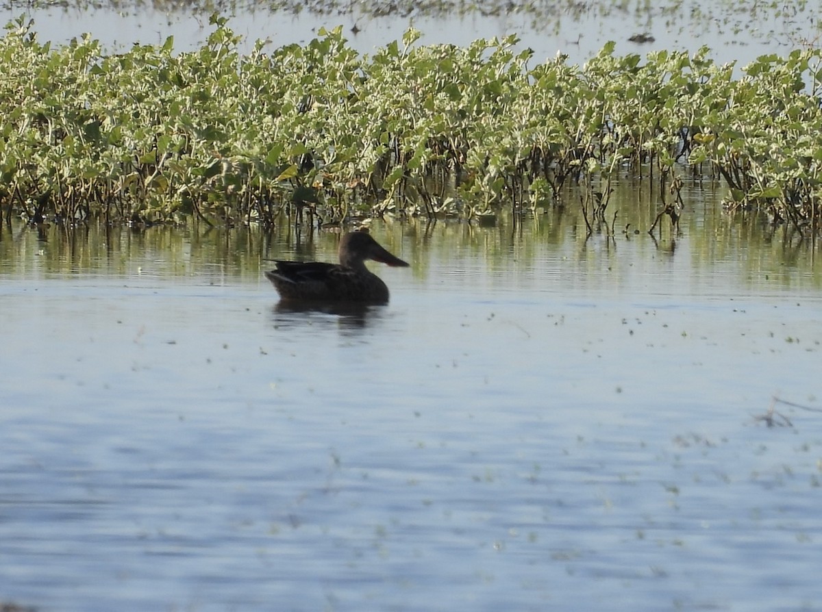 eBird Checklist - 2 Aug 2025 - Yolo Bypass Wildlife Area - 48 species
