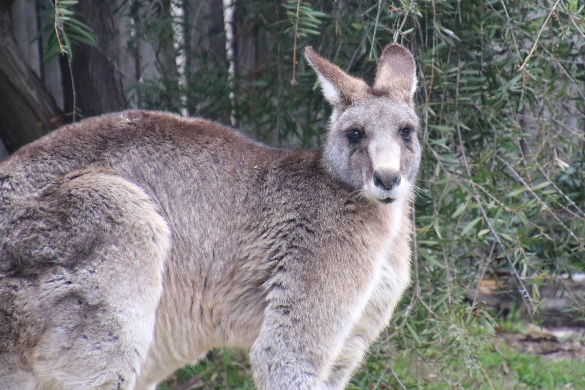 eBird Checklist - 3 Aug 2025 - Macarthur ACT yd - 9 species