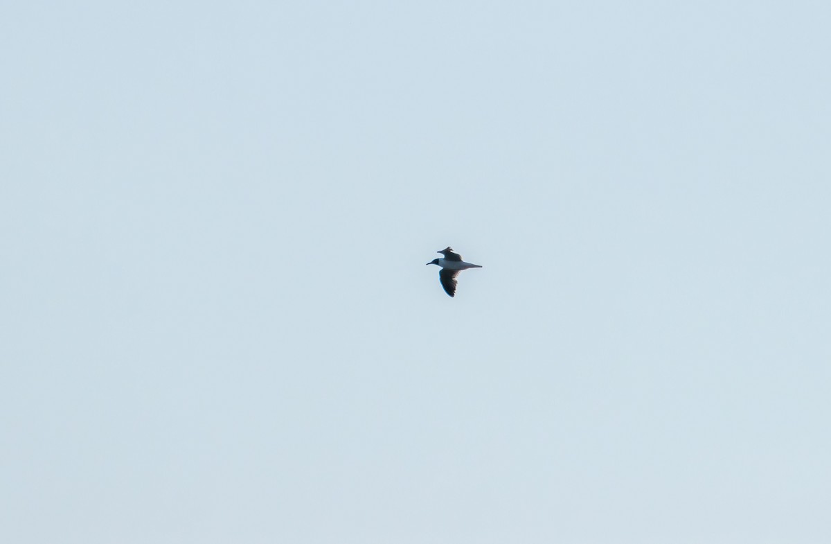 eBird Checklist - 2 Aug 2025 - Slade Dale - 12 species