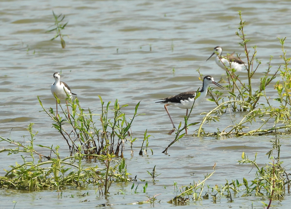 eBird Checklist - 2 Aug 2025 - Highway H And 5871 Mertz Road, Portage ...