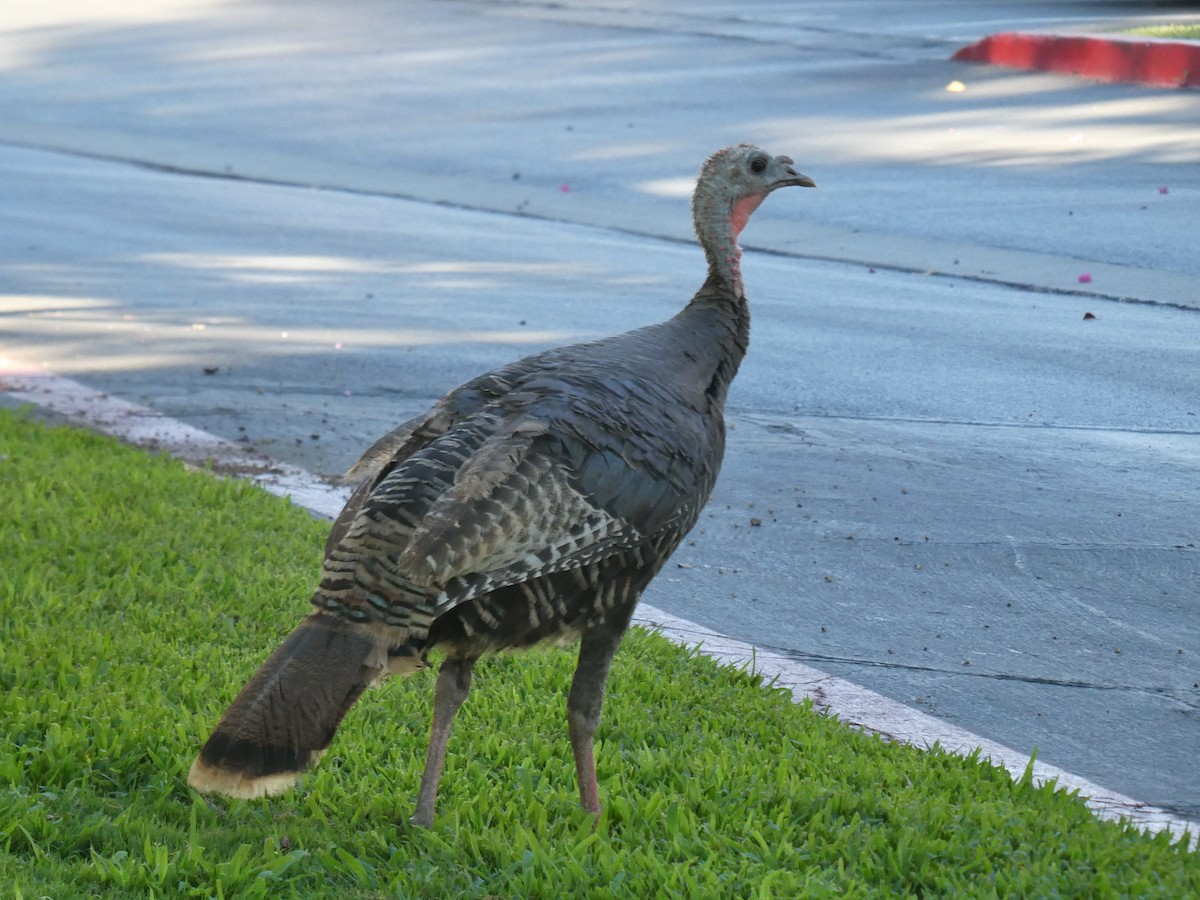 eBird Checklist - 2 Aug 2025 - American River Parkway behind condo ...