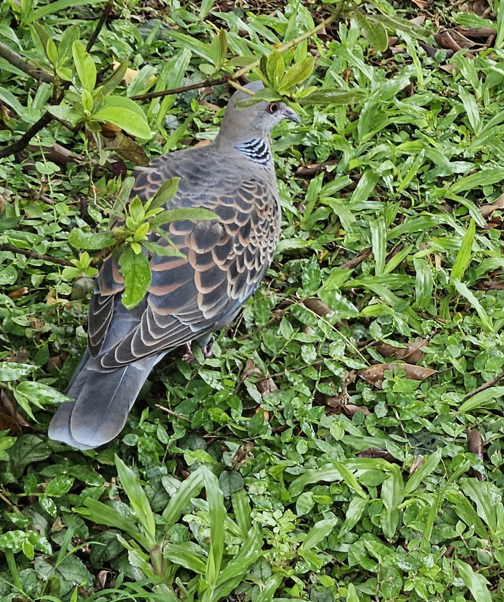 Taiwan Bird Atlas Checklist - 1 Aug 2025 - 楊梅 桃園182 TAO27 - 18 species