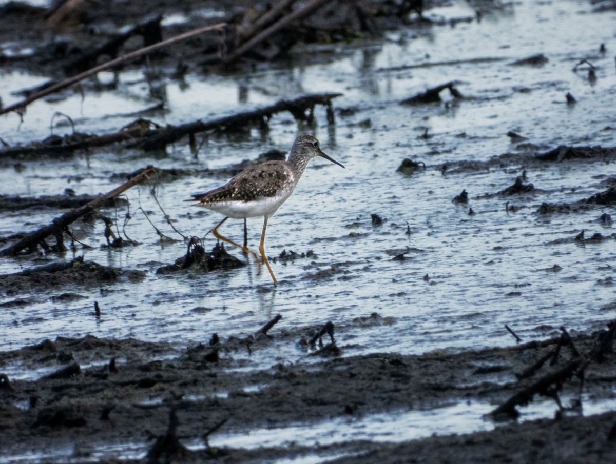 ML639741424 - Lesser Yellowlegs - Macaulay Library