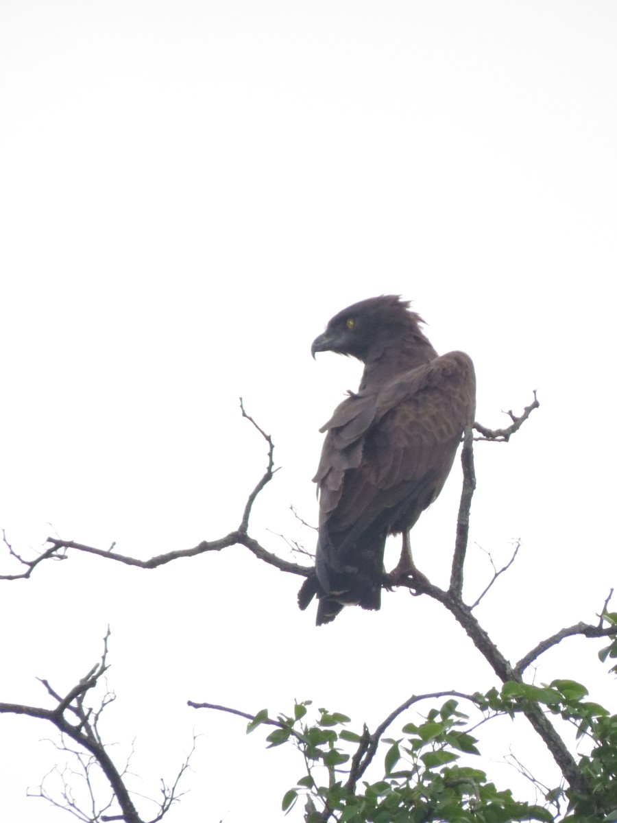 eBird Checklist - 22 Feb 2014 - Kruger NP--Bridge over Luvuvhu River ...