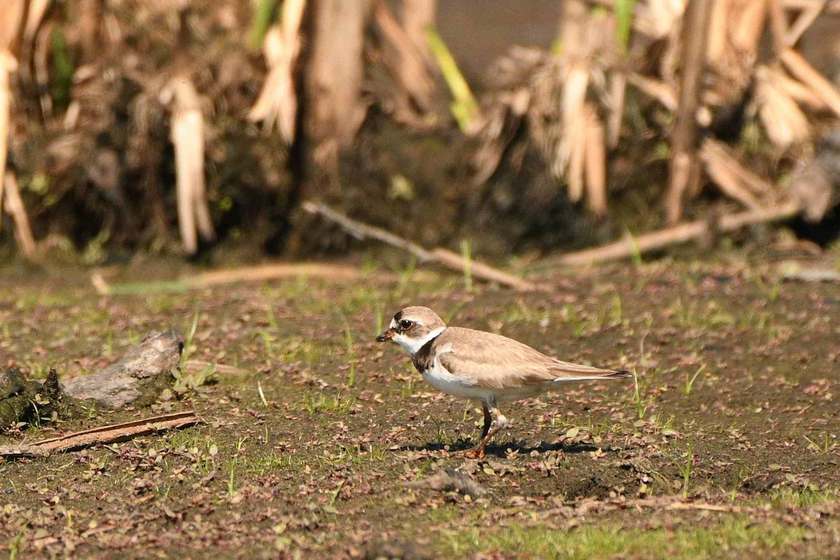 eBird Checklist - 2 Aug 2025 - Stratton Island - 41 species