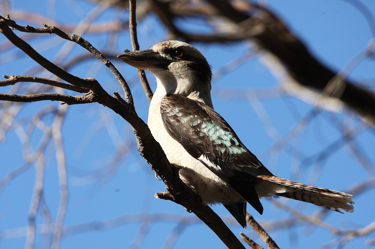 eBird Checklist - 3 Aug 2025 - Gemmill Swamp Wildlife Reserve - 15 ...
