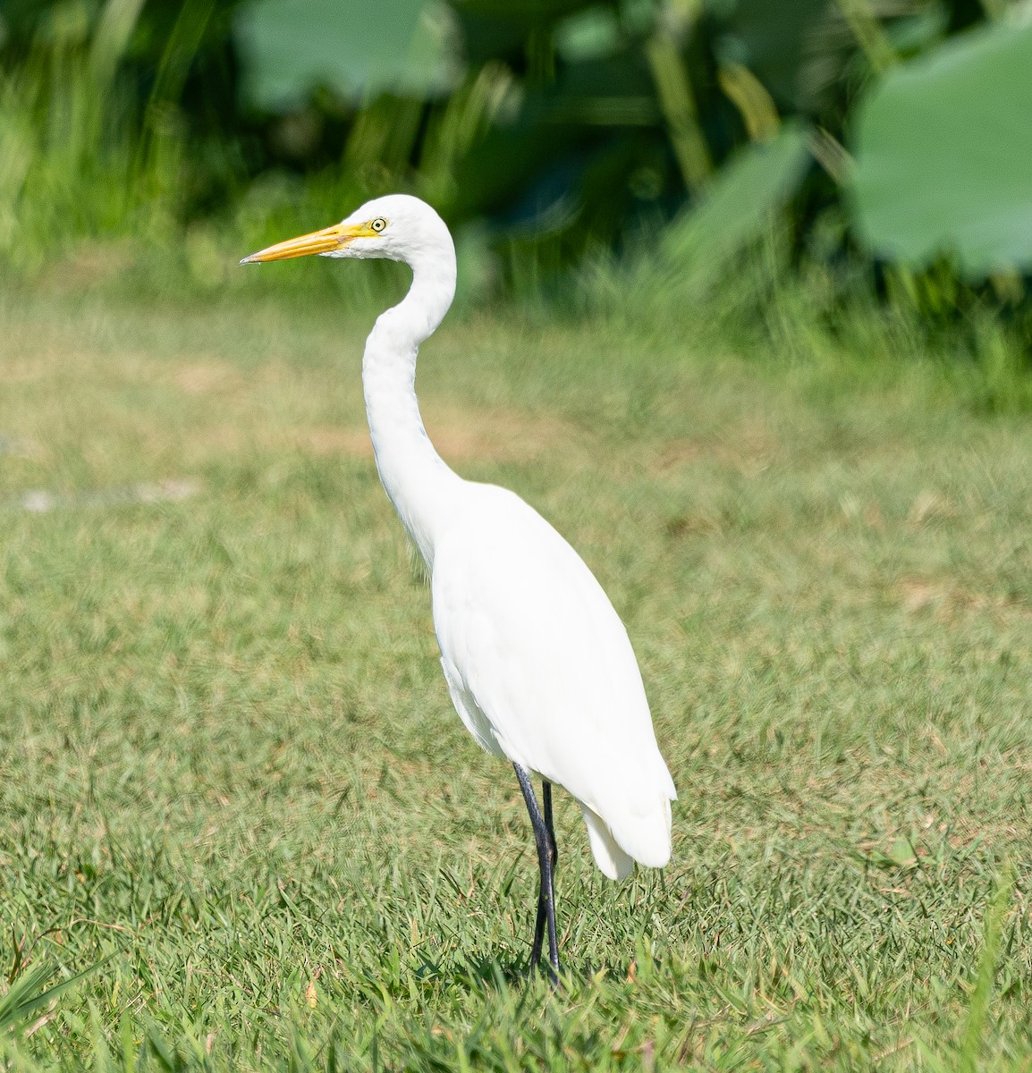 ML639750944 - Medium Egret - Macaulay Library