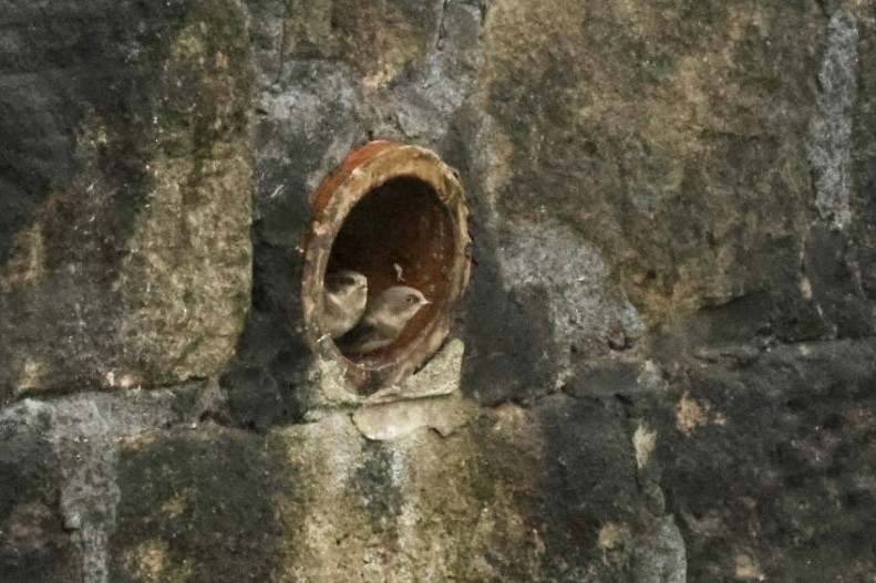 eBird Checklist - 3 Aug 2025 - Woolley Bridge Copse - 1 species