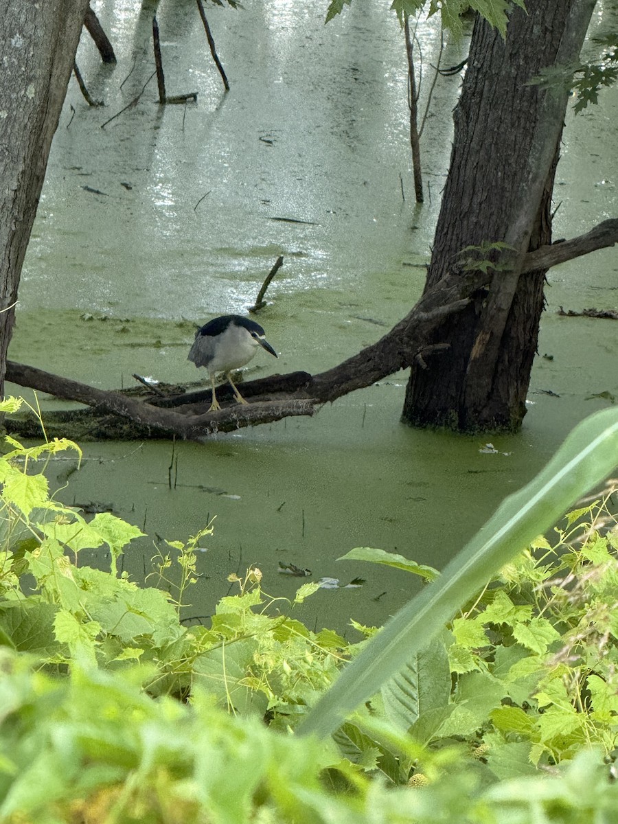 eBird Checklist - 3 Aug 2025 - Gilmore Ponds MetroPark (do not walk ...