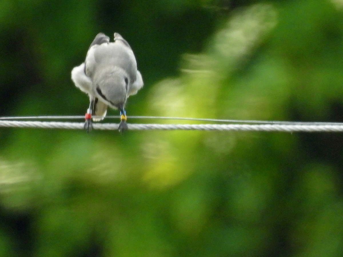 ML639755374 - Loggerhead Shrike - Macaulay Library