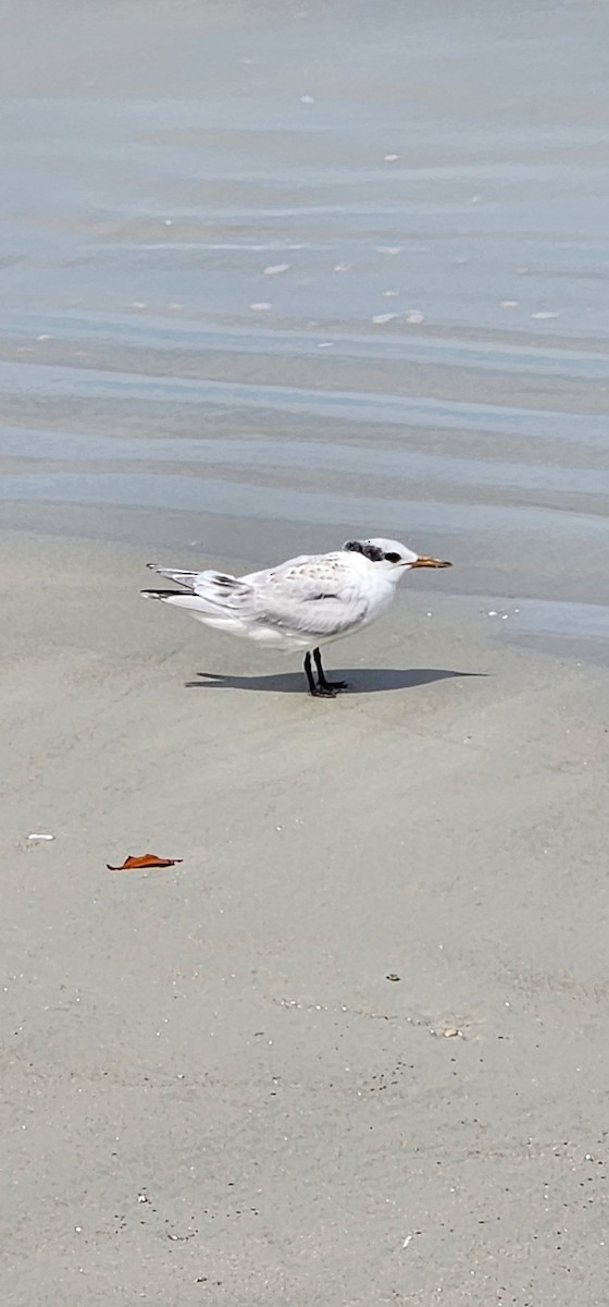 ML639755885 - Sandwich Tern - Macaulay Library