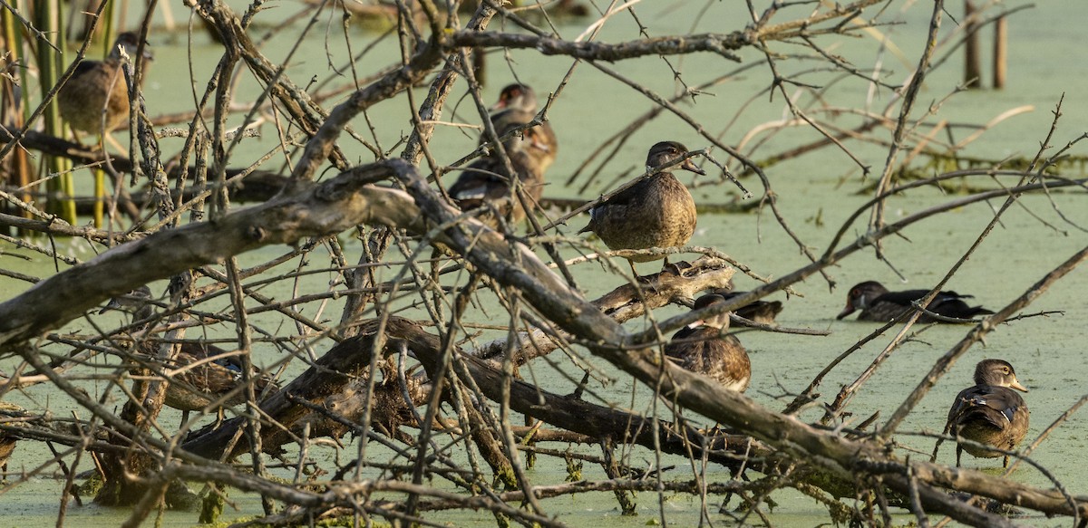 eBird Checklist - 3 Aug 2025 - Point Pelee NP--DeLaurier Homestead ...