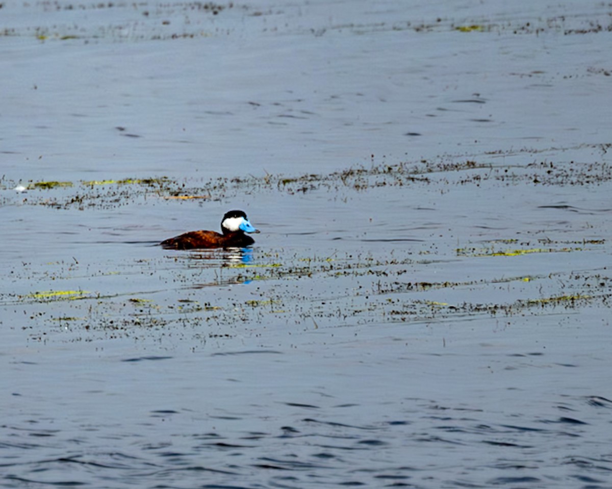 eBird Checklist - 2 Aug 2025 - North Ottawa Impoundment - 59 species
