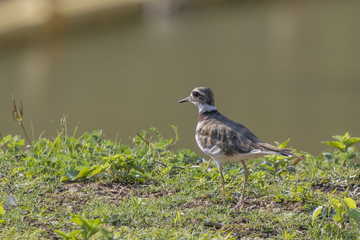 Pennsylvania Bird Atlas Checklist - 3 Aug 2025 - Anfield at Malvern ...