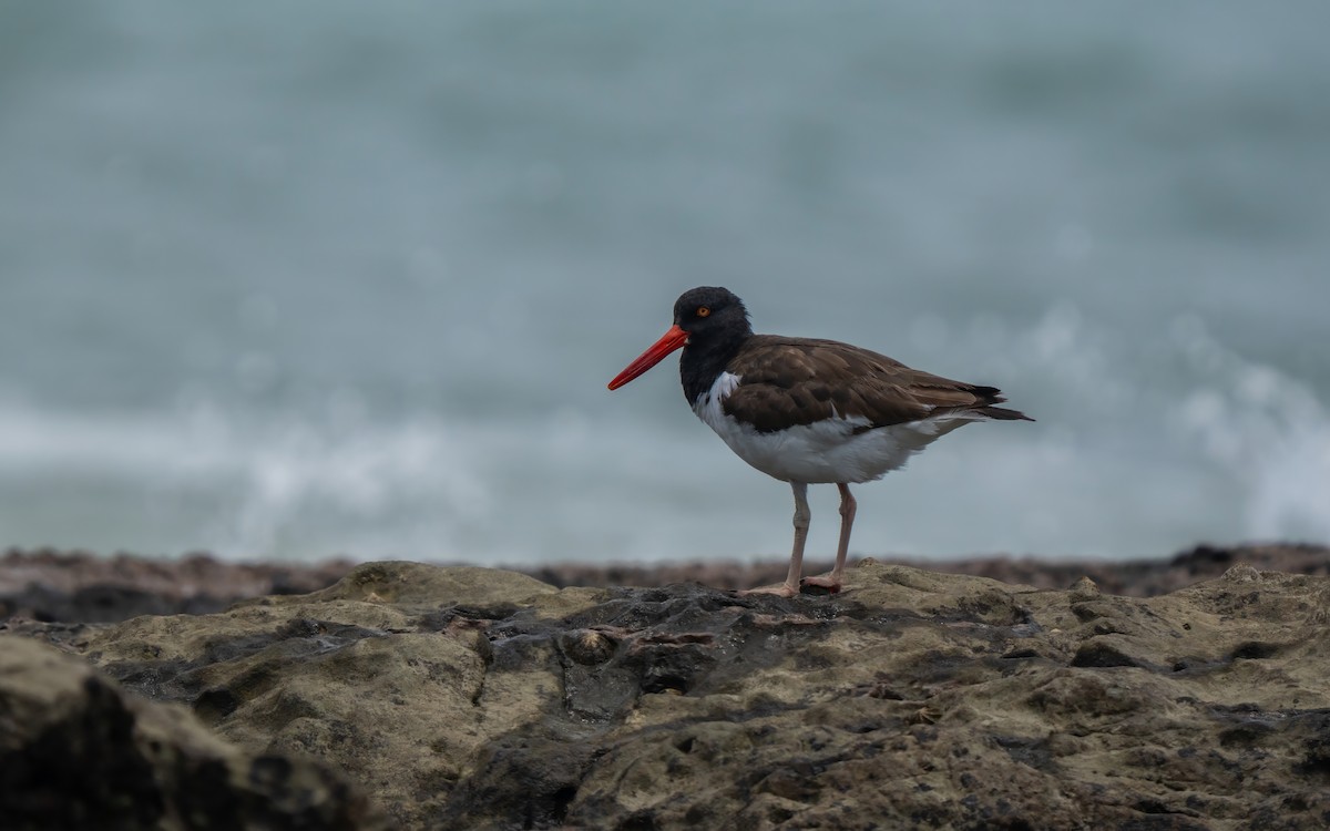 eBird Checklist - 28 Jul 2025 - Pool Tides - 7 species