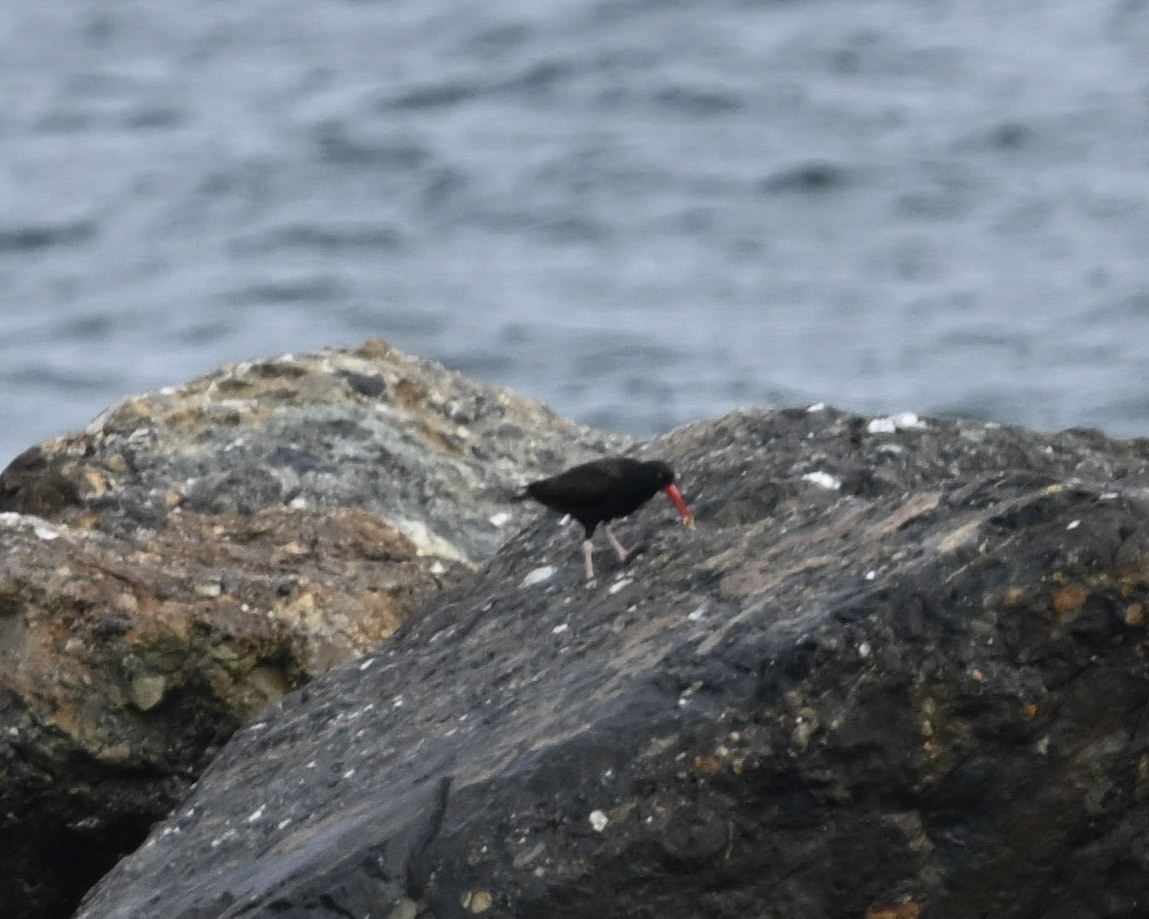 eBird Checklist - 19 Jul 2025 - Mission Bay--entrance channel (not ...