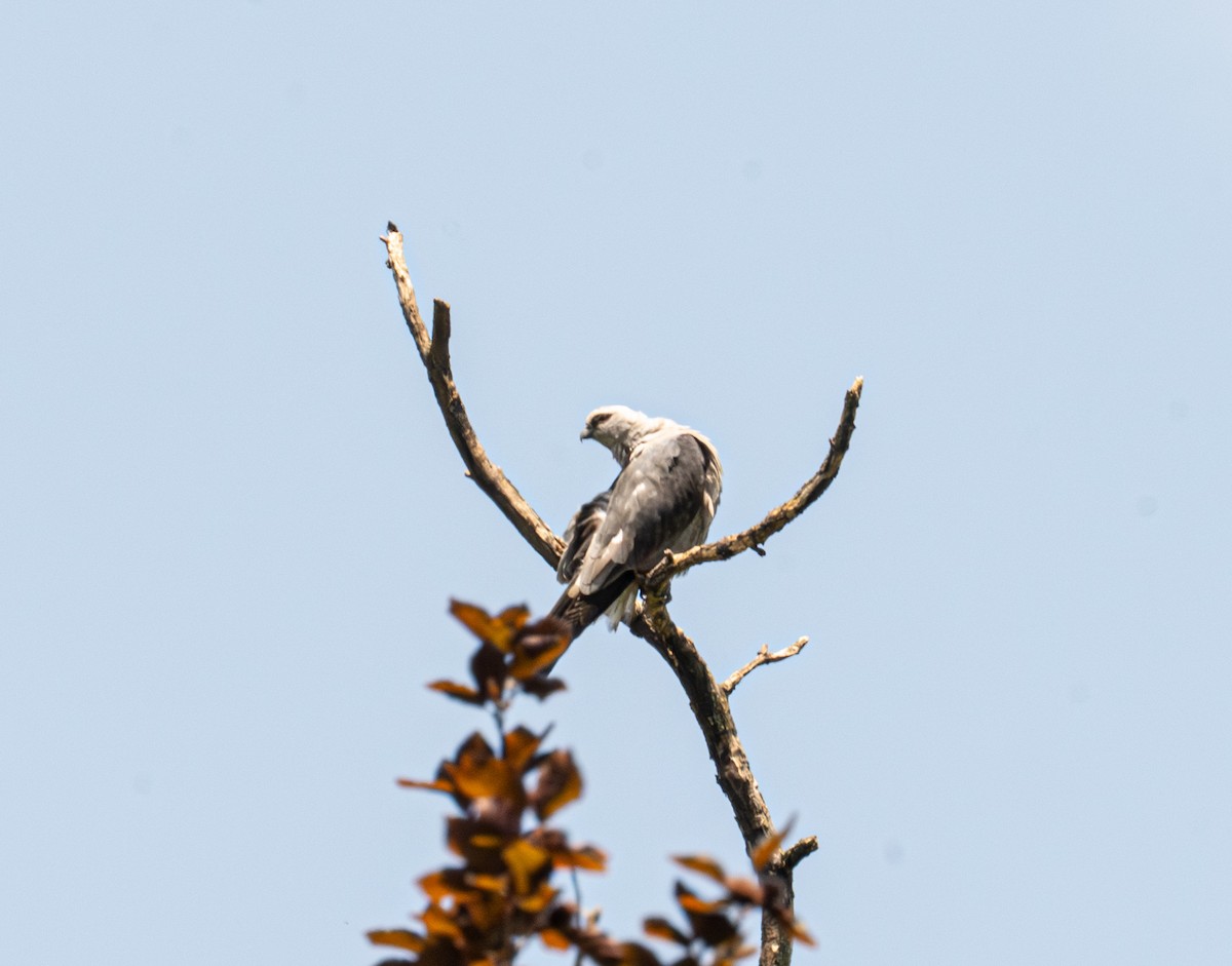 eBird Checklist - 3 Aug 2025 - Welsh Park, Rockville - 2 species