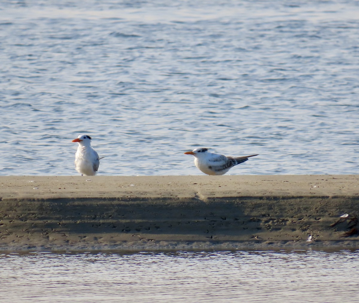 ML639775980 - Royal Tern - Macaulay Library
