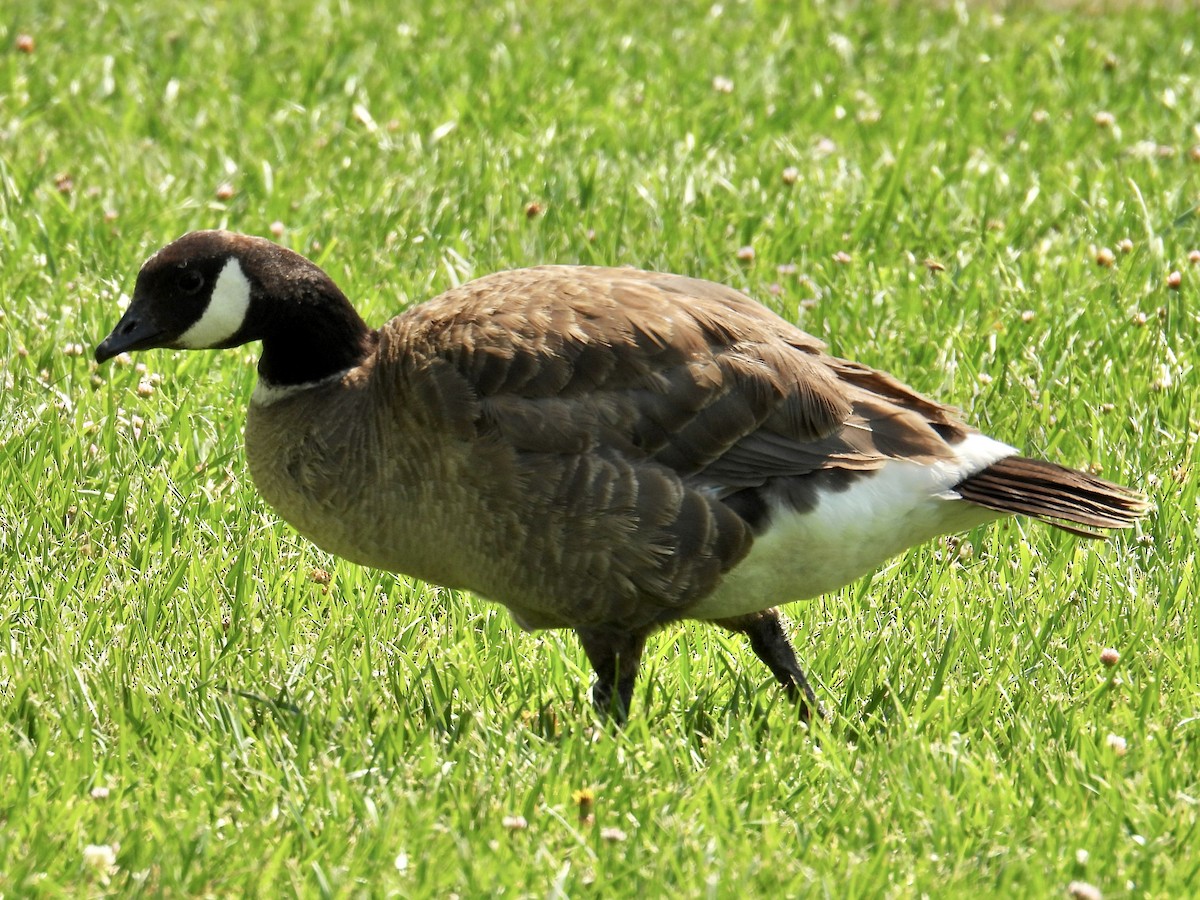 eBird Checklist - 3 Aug 2025 - Ken Malloy Harbor Regional Park - 42 species