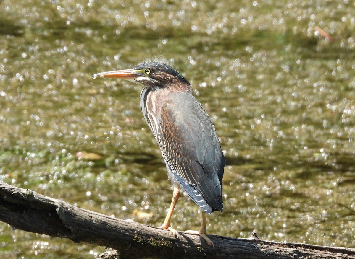 eBird Checklist - 3 Aug 2025 - Wayne National Forest--Newell Run Mouth ...
