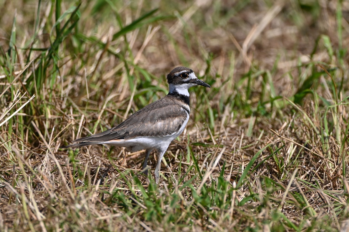 eBird Checklist - 3 Aug 2025 - Cone Marsh WMA - 67 species