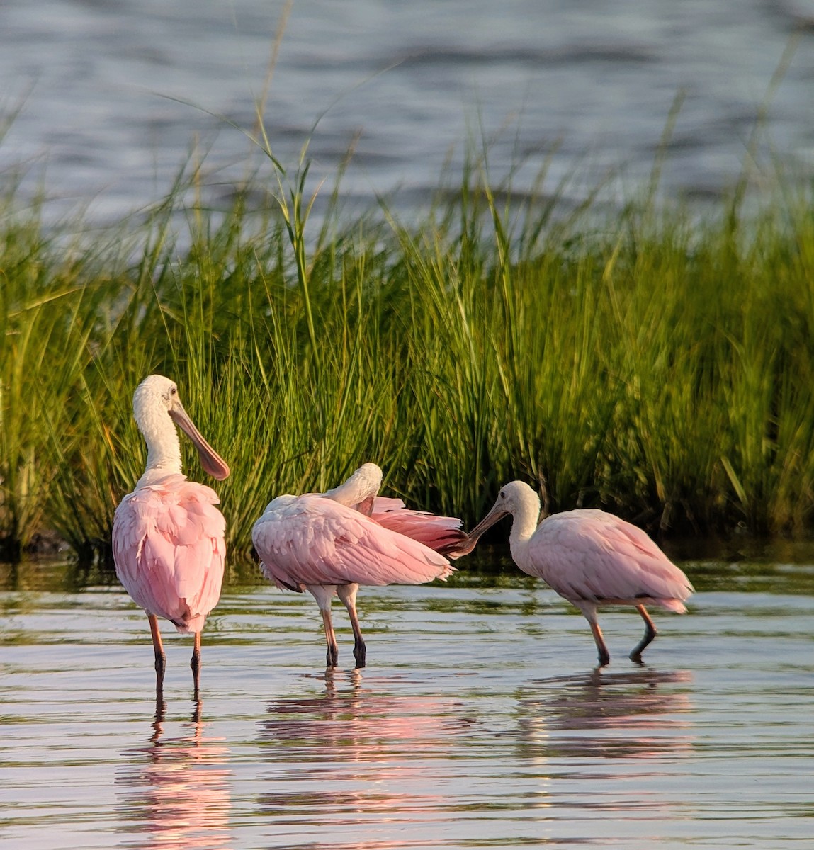 eBird Checklist - 3 Aug 2025 - 1220 Orlando Drive, Lacey Township, New ...