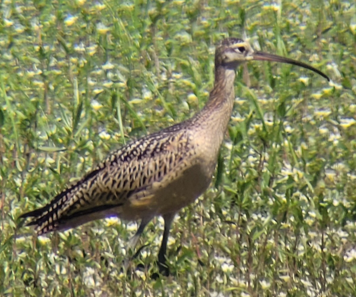 eBird Checklist - 3 Aug 2025 - Yolo Bypass Wildlife Area - 29 species