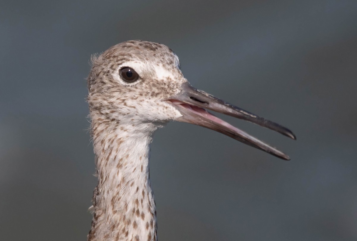 eBird Checklist - 26 Jul 2025 - Foster City Shell Bar - 11 species